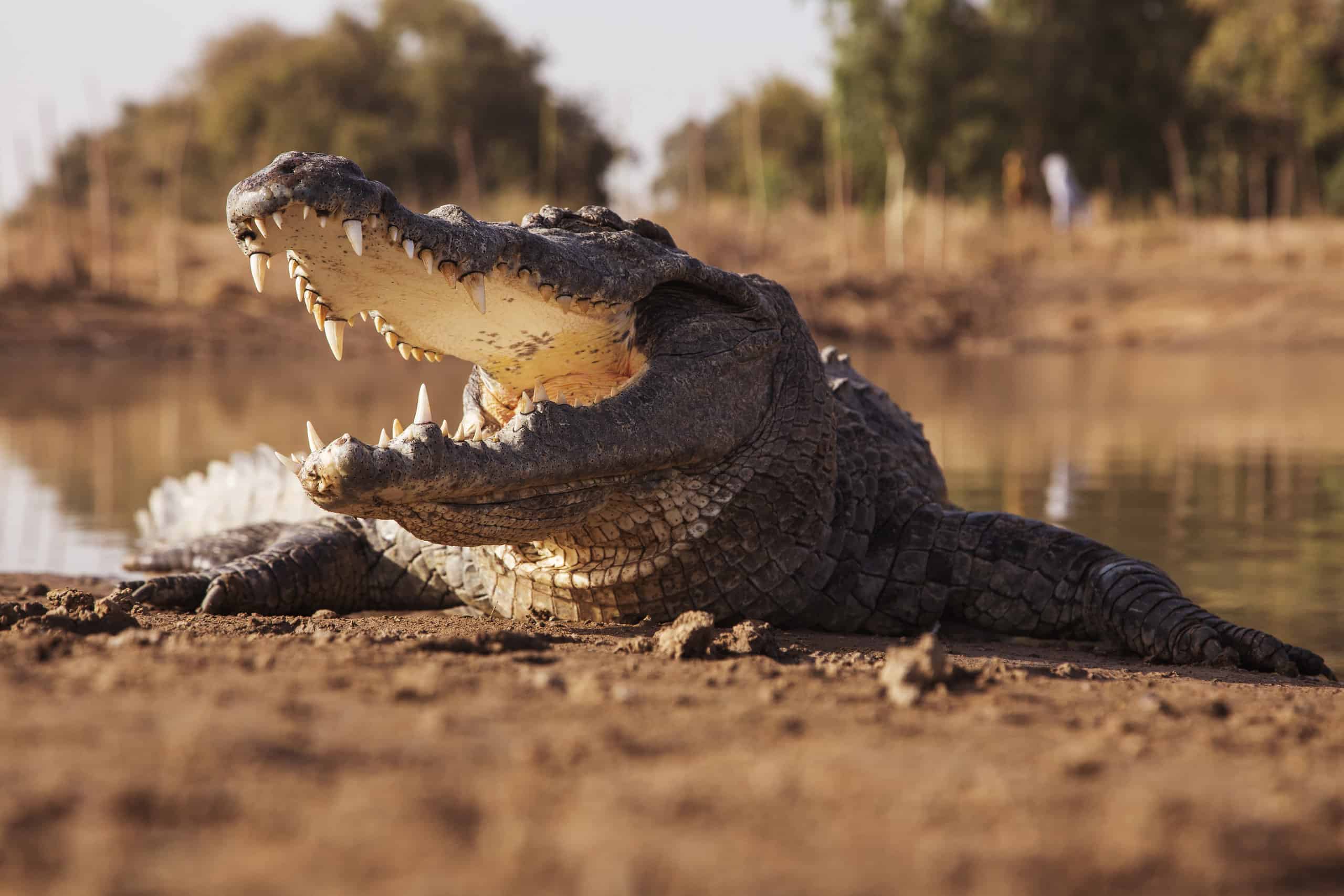 This 16-Foot Crocodile Ate 83 People and Terrorized a Village for Years ...
