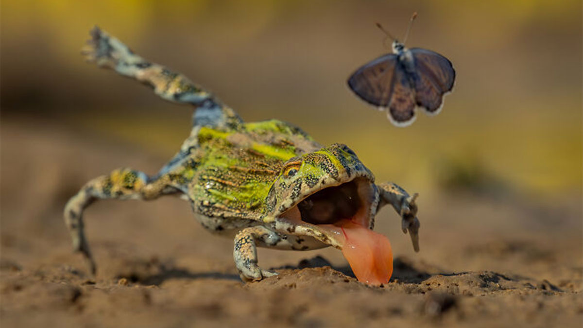 20 Breathtaking Nature Photos That Won The GDT 2026 Competition - AOL