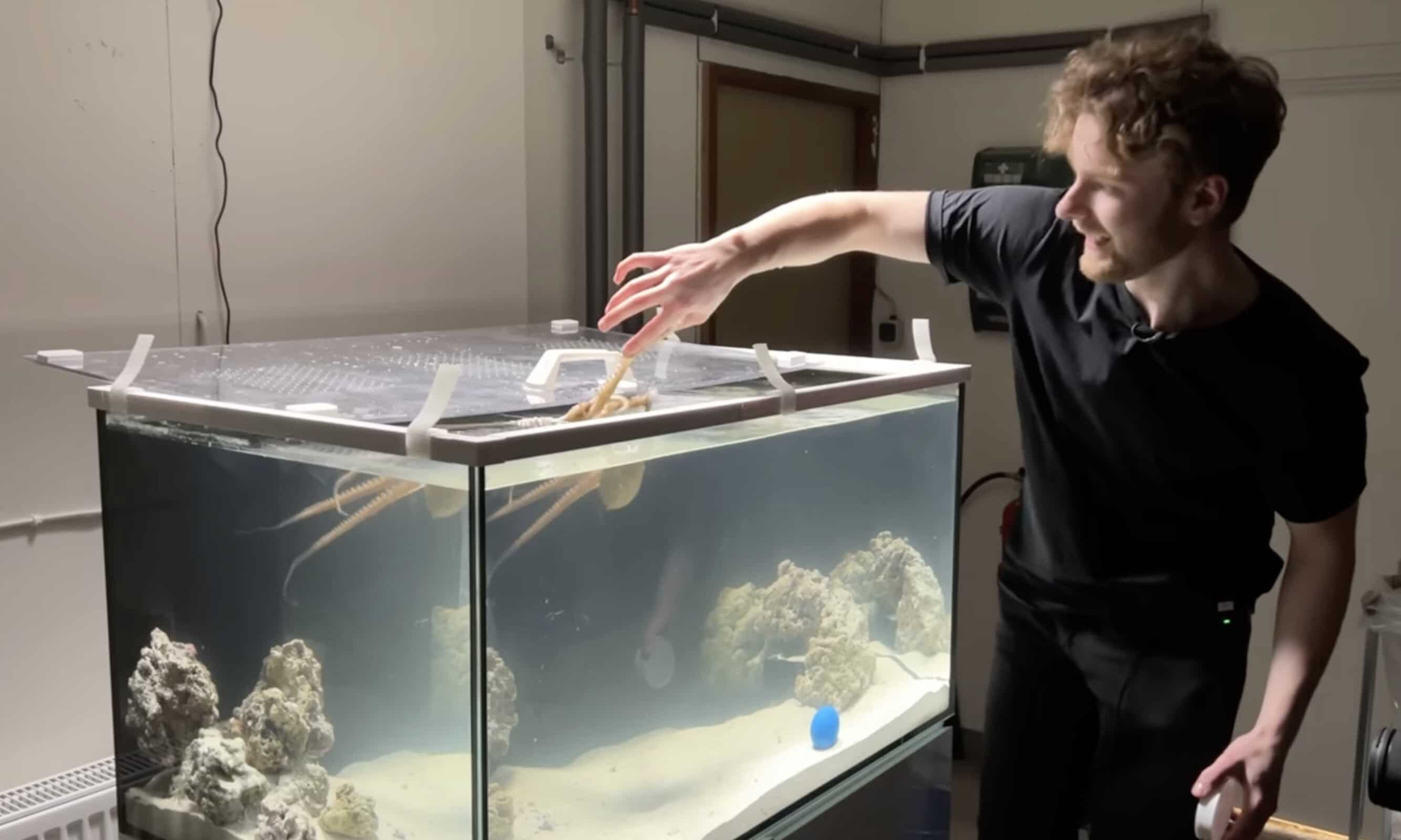 Octopuses Use Mirrors to Map Space Like Primates and Dolphins - AOL