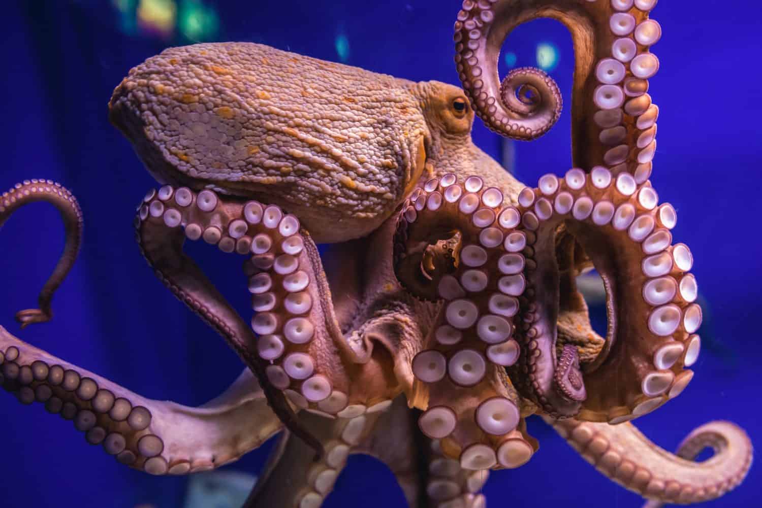 Octopuses Use Mirrors to Map Space Like Primates and Dolphins - AOL
