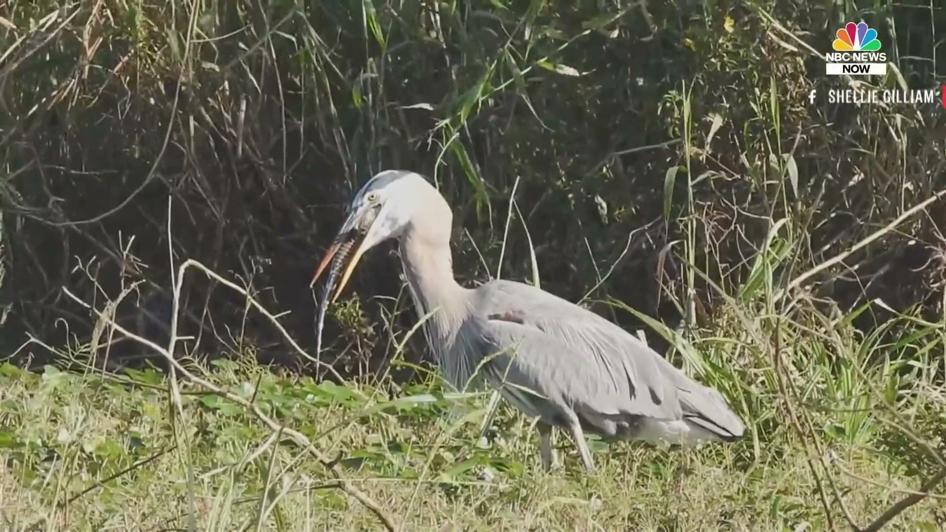 A Great Blue Heron Ate a Baby Alligator in Florida. Here’s Why That’s ...