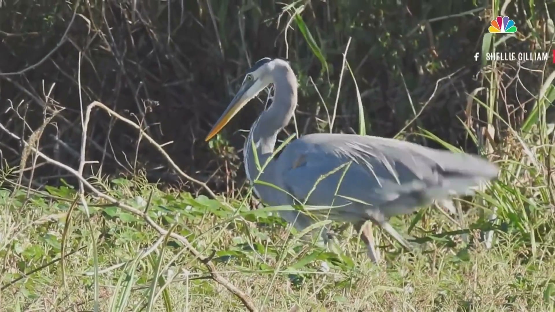 A Great Blue Heron Ate a Baby Alligator in Florida. Here’s Why That’s ...