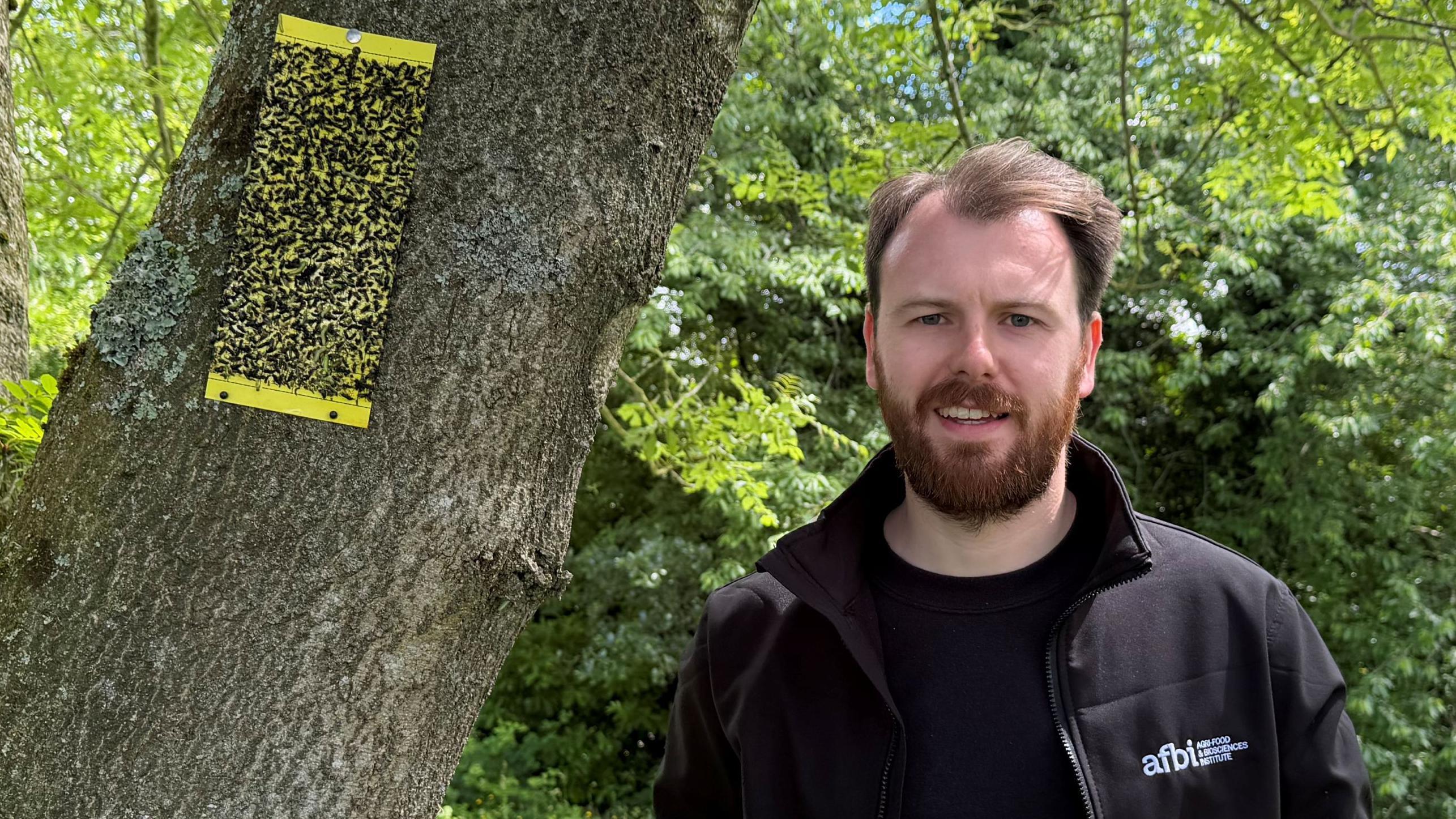 Protecting native ash trees from pest that can strip them bare - AOL