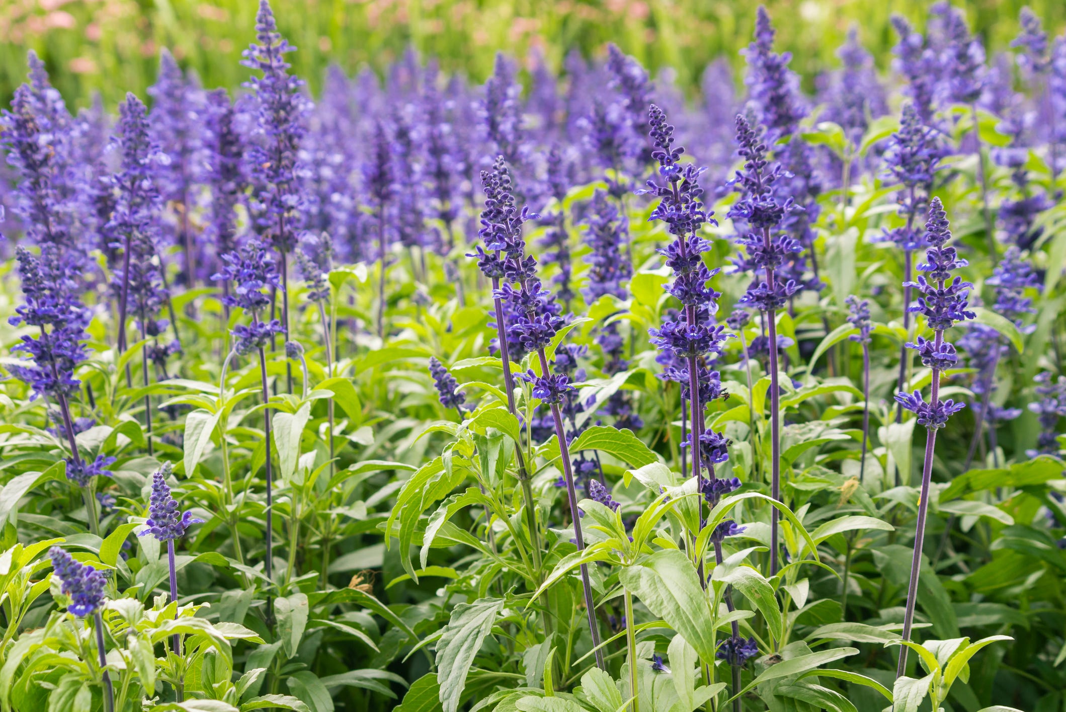 10 Flowers to Plant in June for Blooms That Last All Summer and Fall - AOL