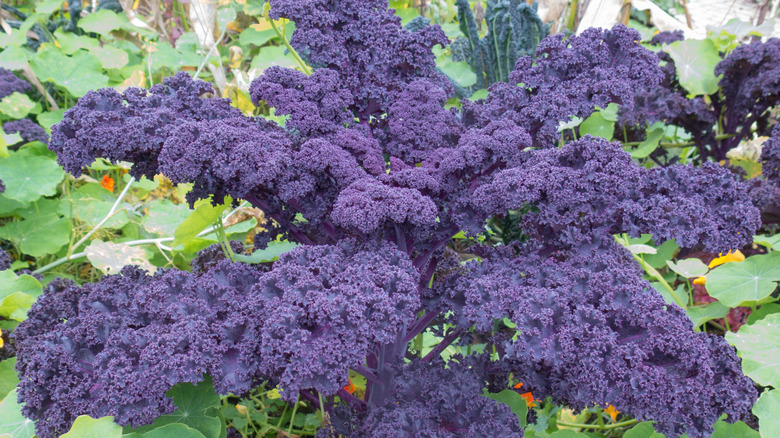 'Drama And Intrigue:' The Kale Variety You Should Grow For Both Beauty ...