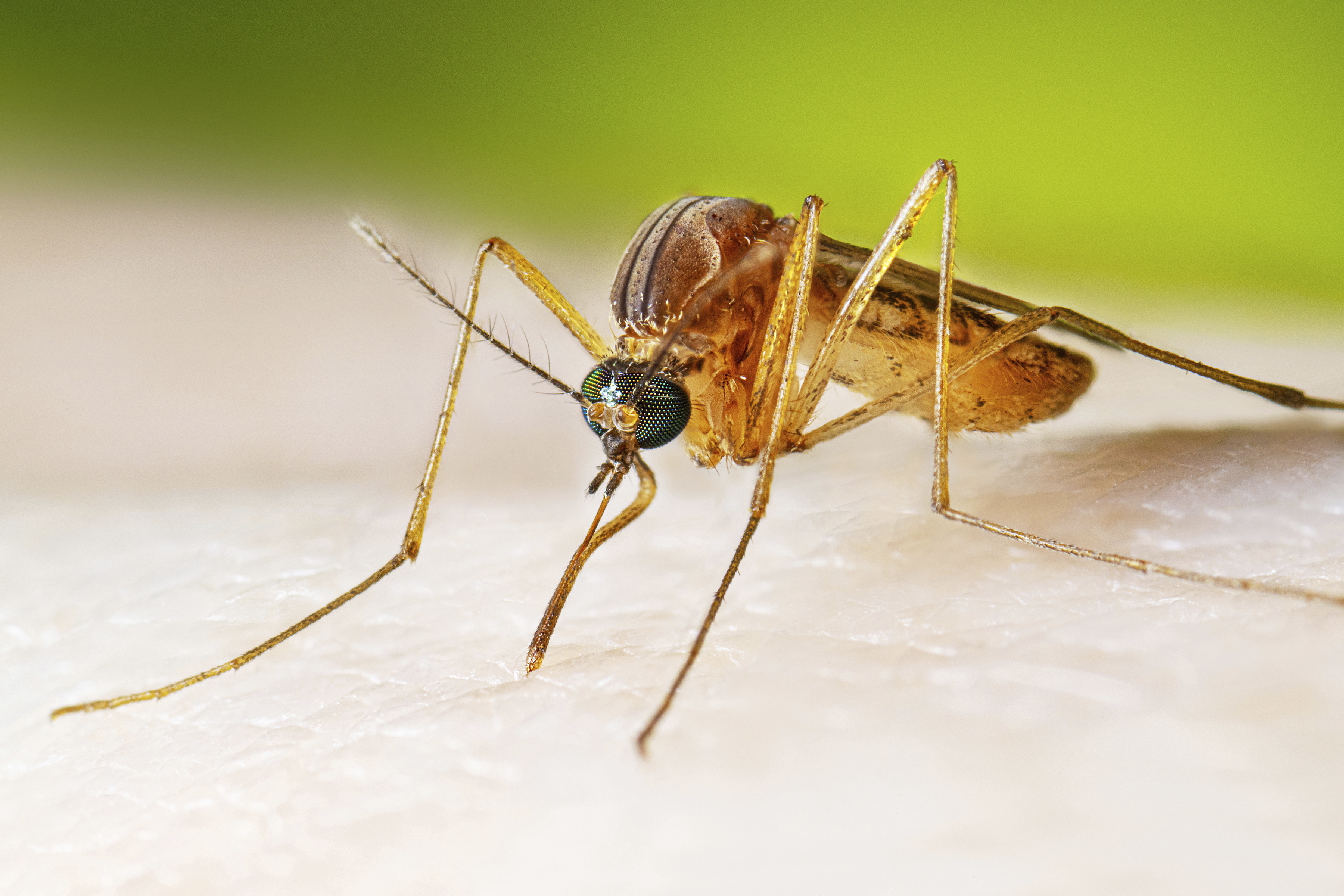 West Nile virus detected in Orange County - AOL