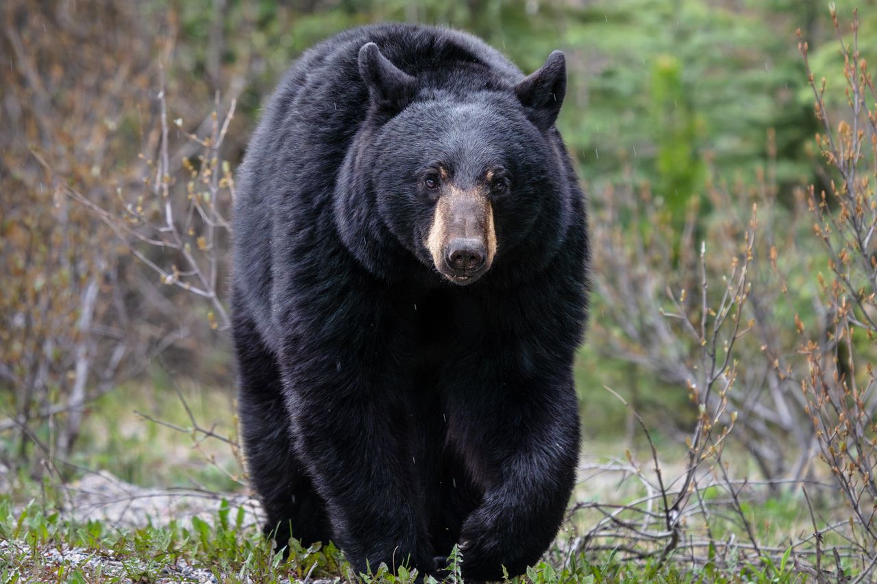 Teen Thought He Was Going to Die When Bear Attacked. 30 Minutes Later ...