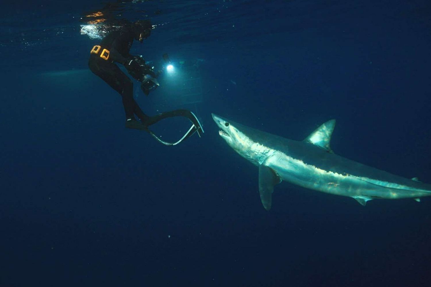 Shark Week 2026 Is Approaching and It's Brimming with Apex Predator ...
