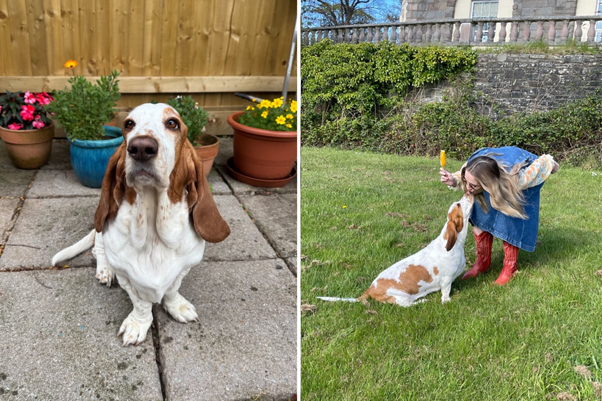 How I keep my dog cool and happy during a heatwave - AOL