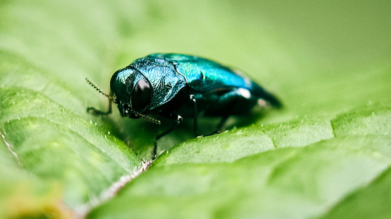 The Invasive Pest That's Attacking Trees In South Carolina - AOL