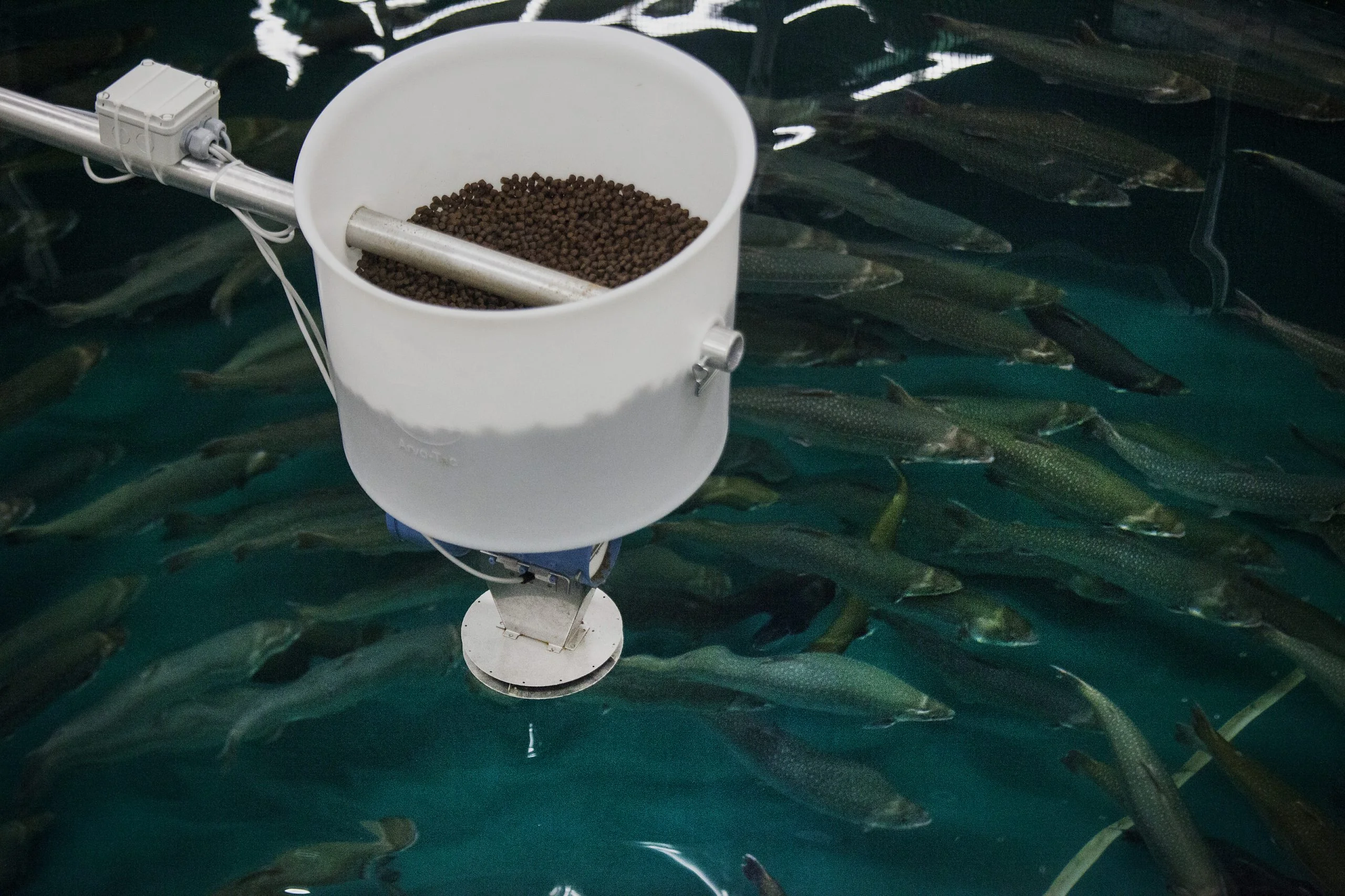 Officials issue warning to beachgoers about invasive pufferfish with ...