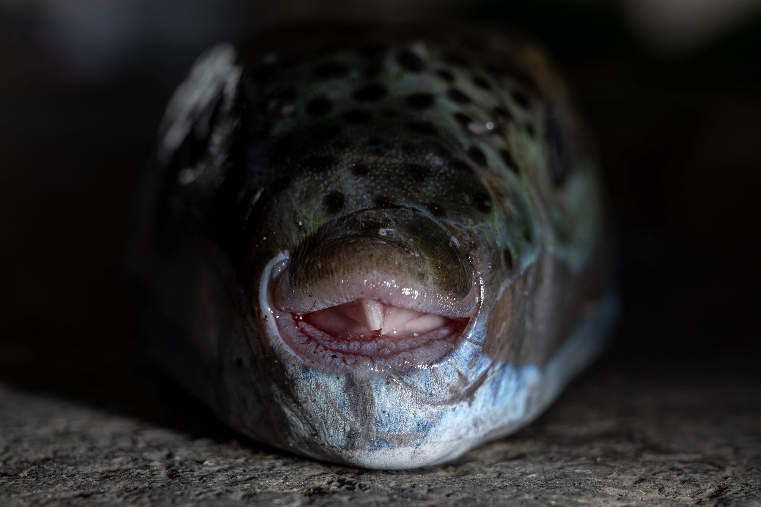Officials issue warning to beachgoers about invasive pufferfish with ...