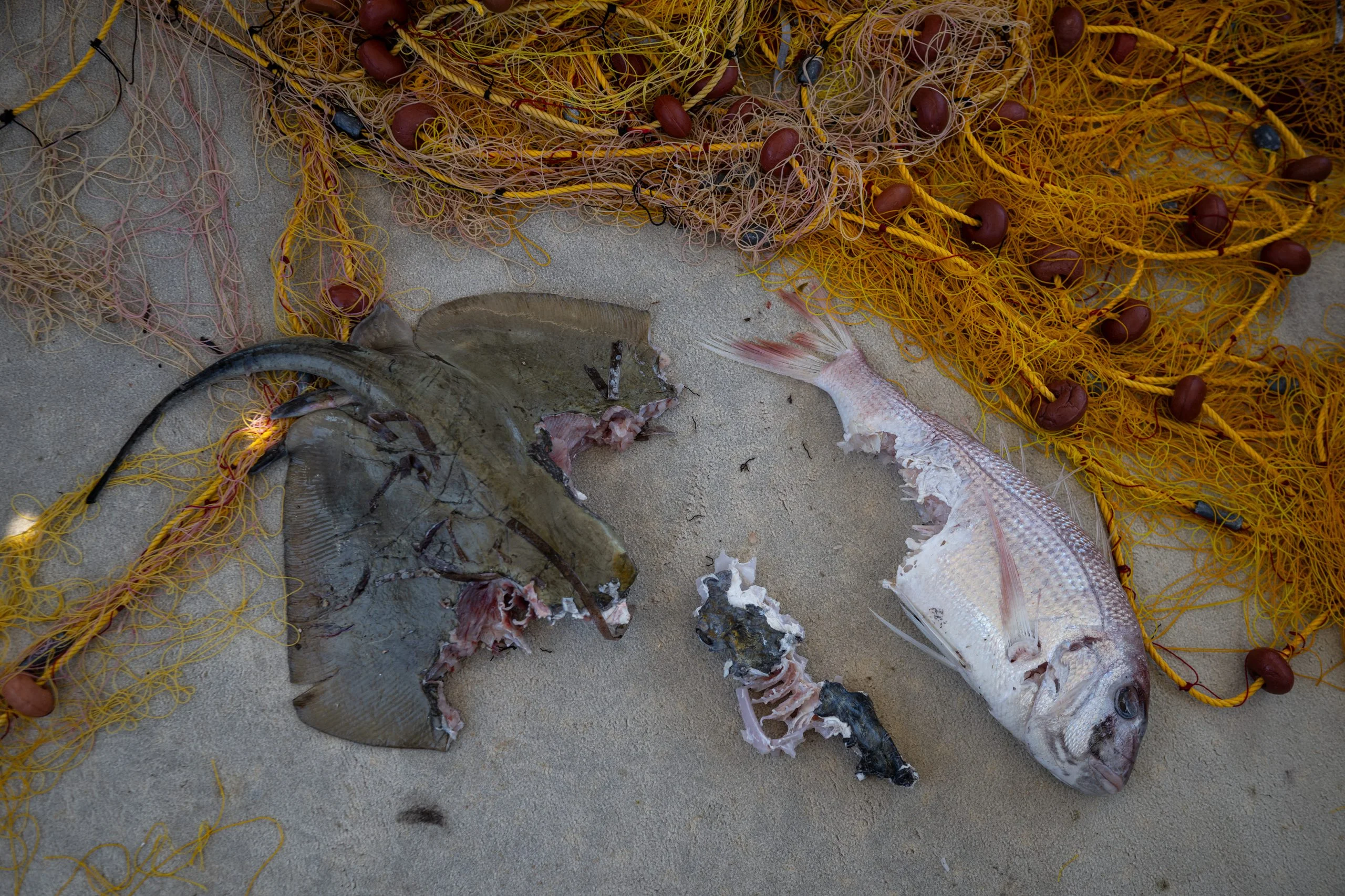 Officials issue warning to beachgoers about invasive pufferfish with ...