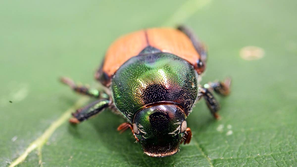 Why Japanese Beetles Always Show Up in June, And What to Do About It - AOL