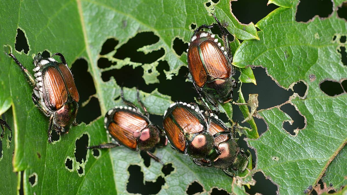 Why Japanese Beetles Always Show Up in June, And What to Do About It - AOL
