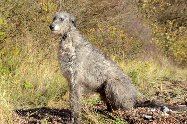 8 Shaggy Dog Breeds and What to Consider Before Adopting One - AOL
