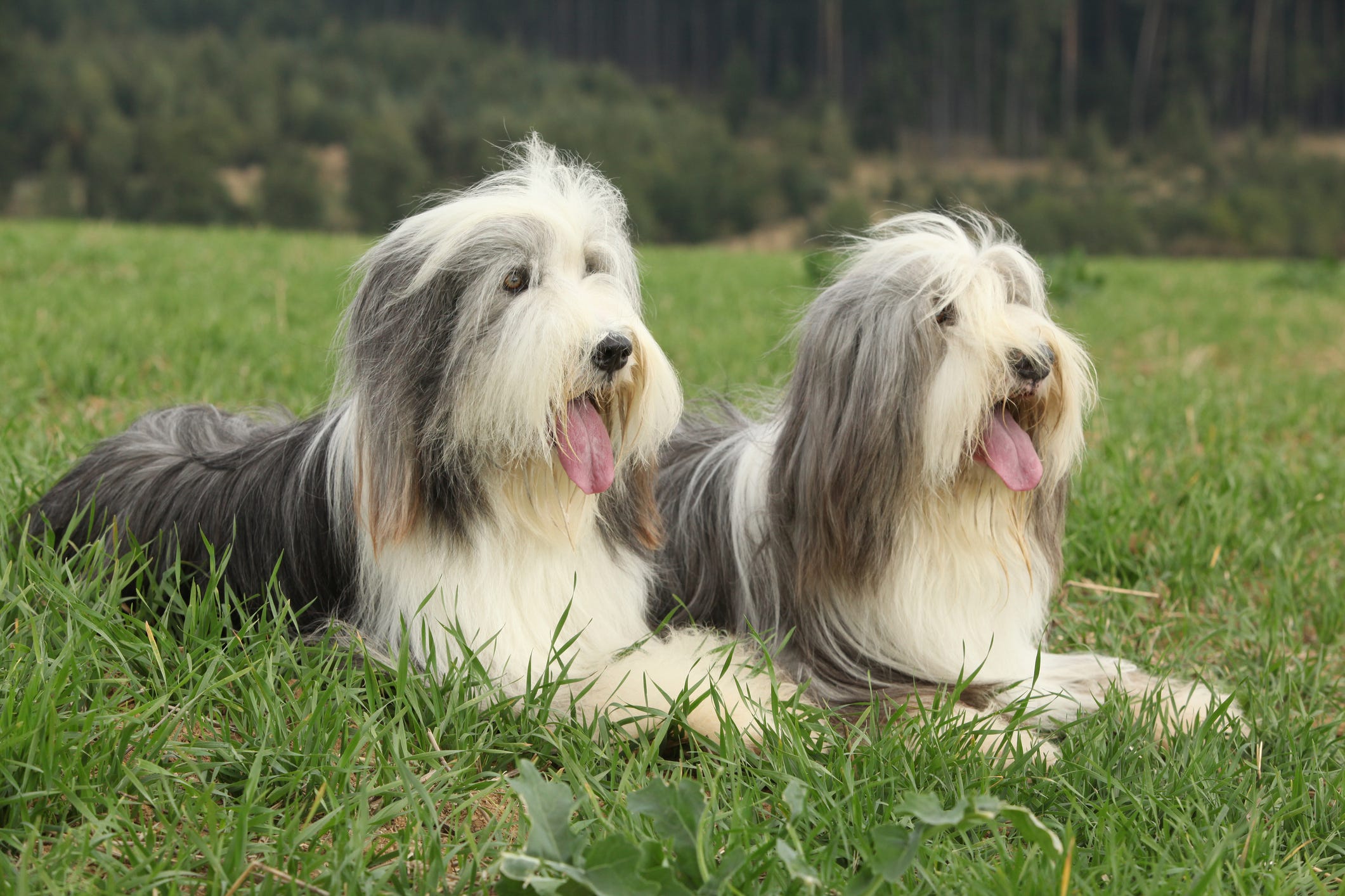 8 Shaggy Dog Breeds and What to Consider Before Adopting One - AOL