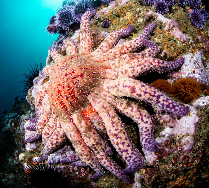 NorCal divers find glimmer of hope for giant sea stars - AOL