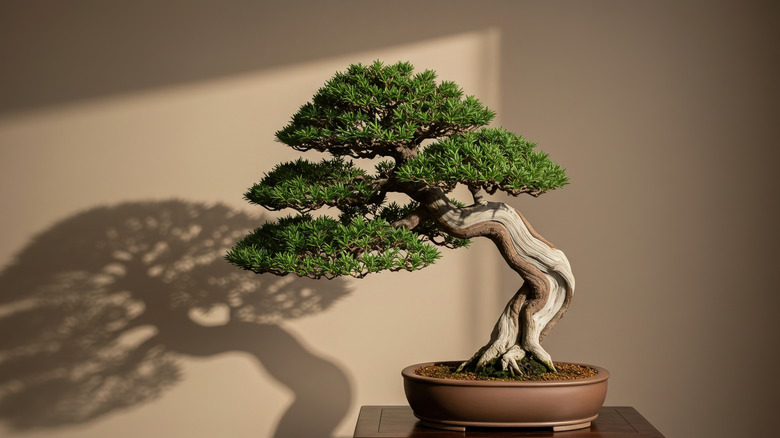 The Reason Bonsai Trees Are So Expensive - AOL