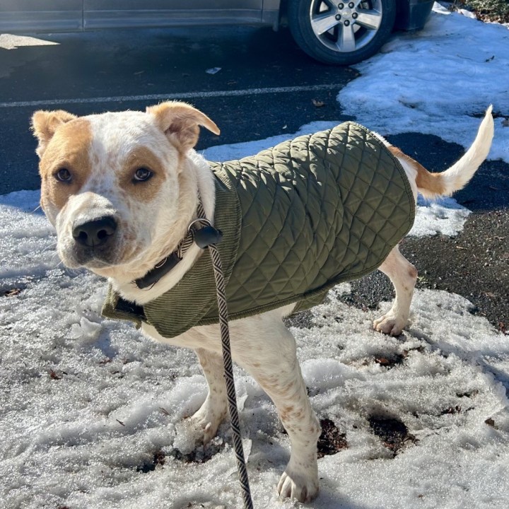 Furry Friends: Meet RBG, Maxwell, Jane, and Kneevis! - AOL