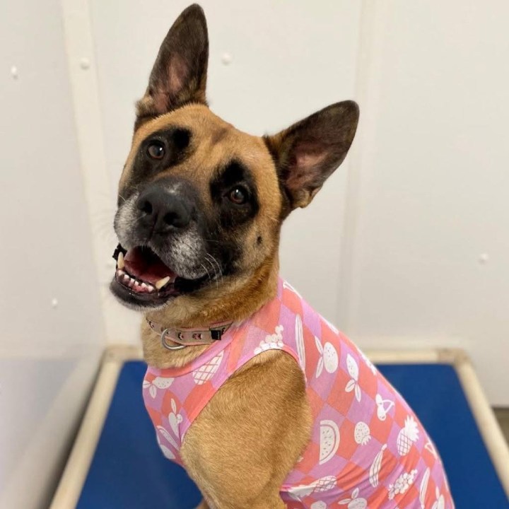 Furry Friends: Meet RBG, Maxwell, Jane, and Kneevis! - AOL