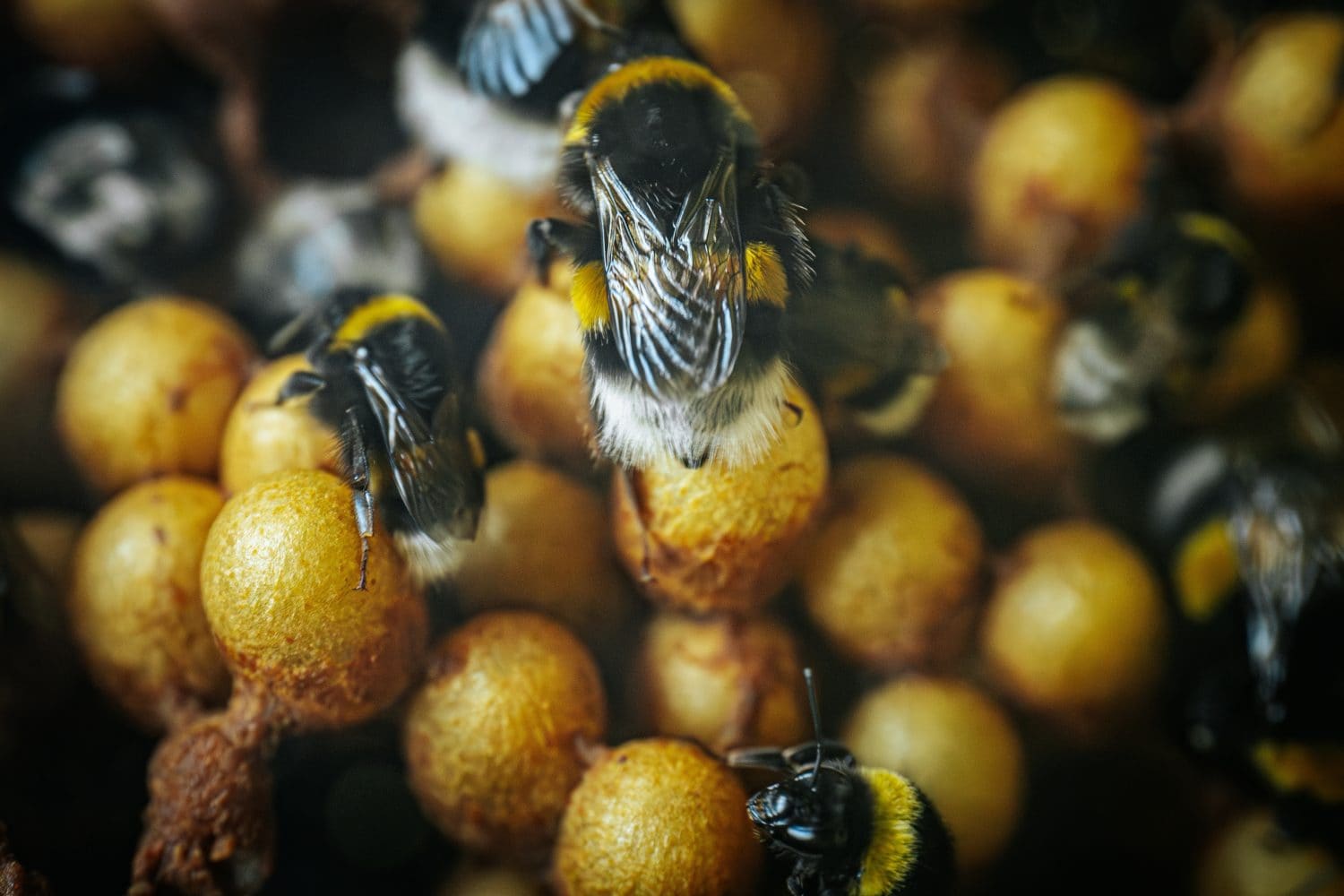 A ‘Safe’ Pesticide Is Damaging Bumblebee DNA, Study Finds - AOL