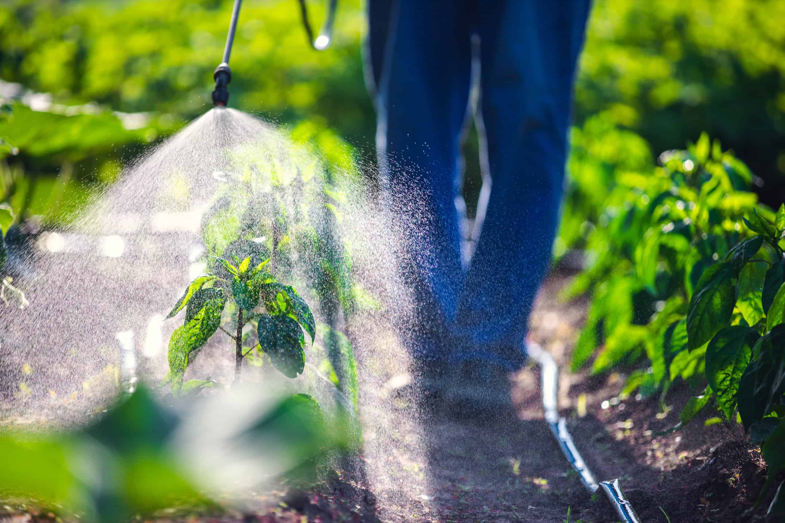A ‘Safe’ Pesticide Is Damaging Bumblebee DNA, Study Finds - AOL