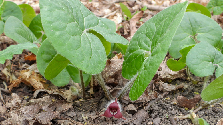 The Toxic Downside You Should Know Before Growing Wild Ginger - AOL