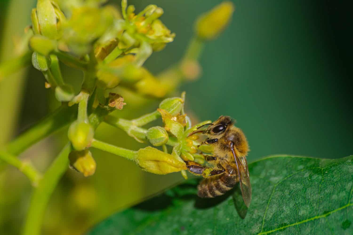 Australia’s Most Vulnerable Bees Have No Escape from Heat - AOL