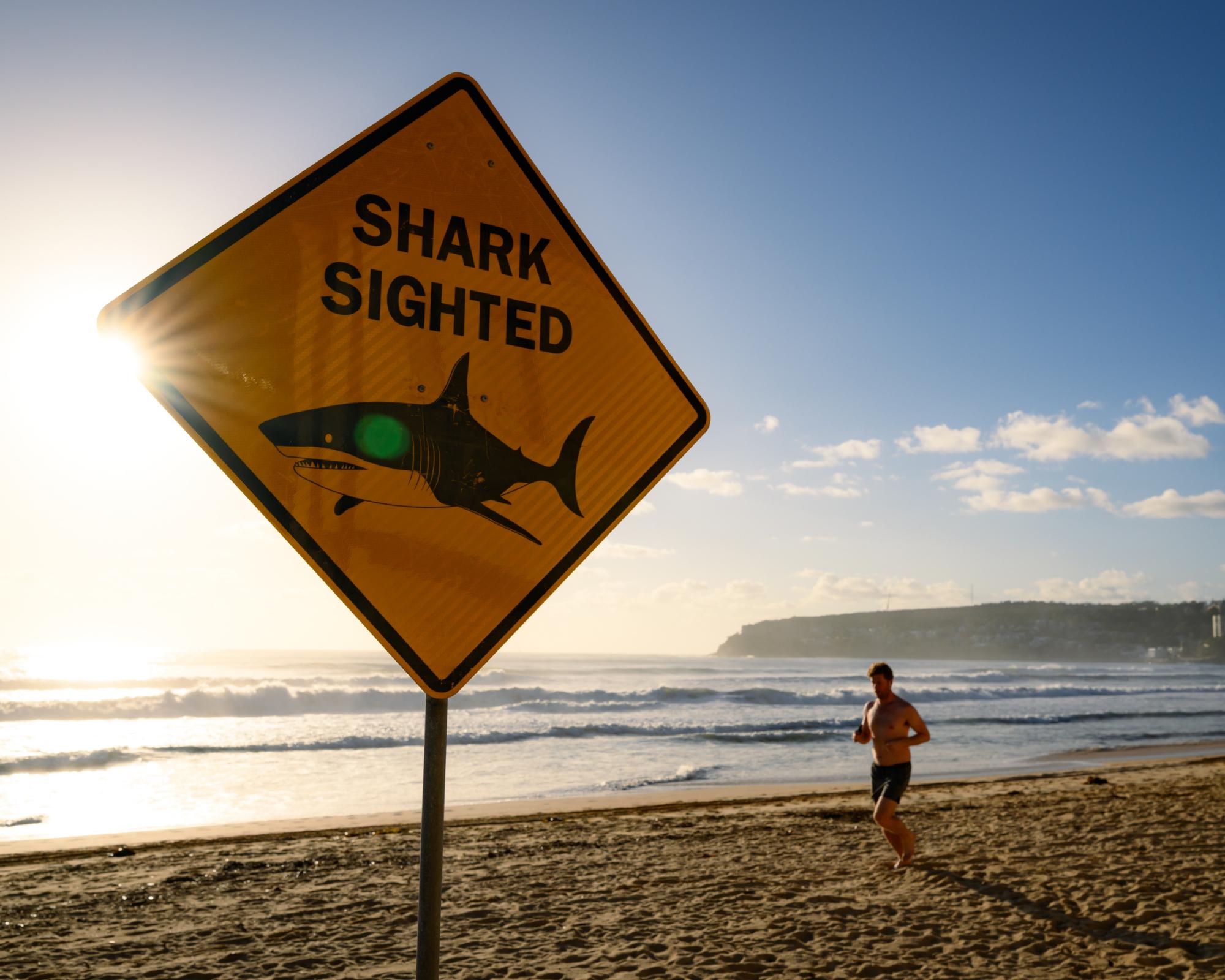 Shark bites are down globally – so why are they going up in Australia ...