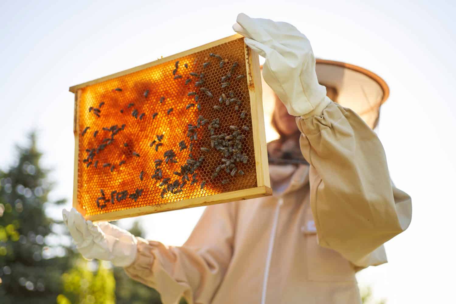 Keeping Honey Bees Won’t Save Native Bees, Experts Warn - AOL