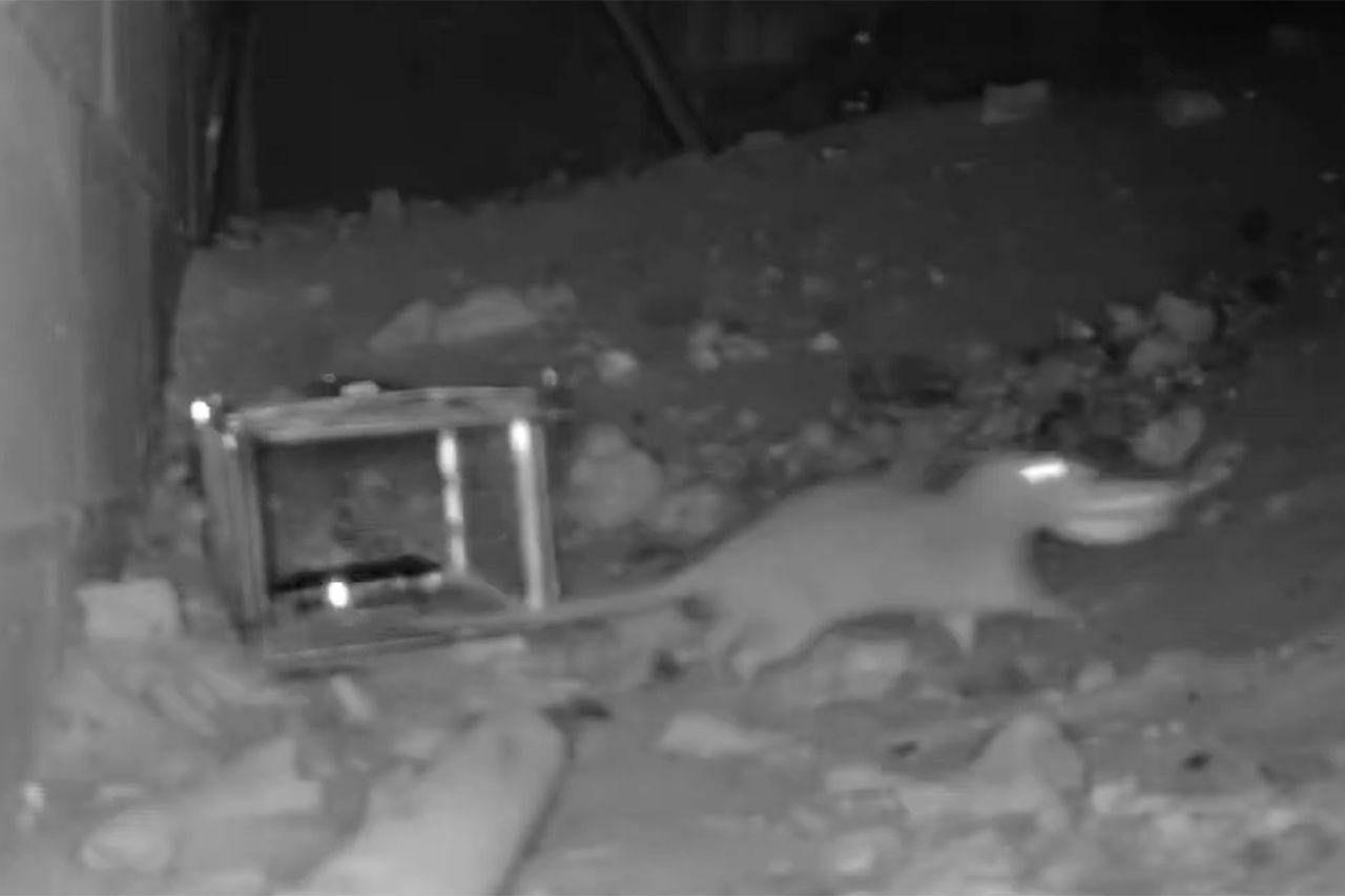 Rats and Mice in Northeastern U.S. May Be Evolving Resistance to Common ...