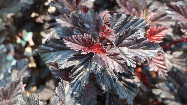 Can Ninebark Grow In A Container? These Varieties Are Ideal - AOL