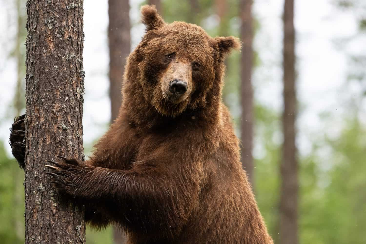 Watch a Powerful Grizzly Take on a Tree - AOL