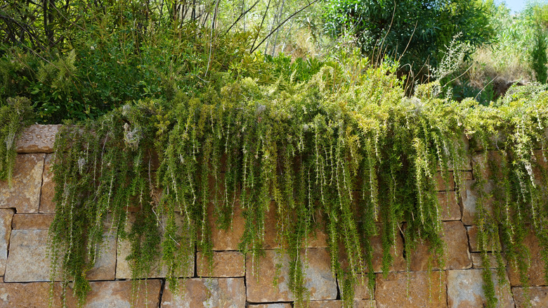 Not Thyme Or Oregano: The Summer-Blooming Herb That Looks Good On ...