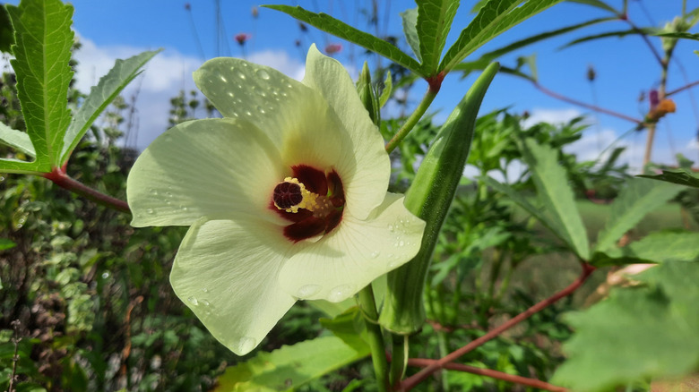 Not Bee Balm, Not Honeysuckle: The Edible Hibiscus Cousin Pollinators ...
