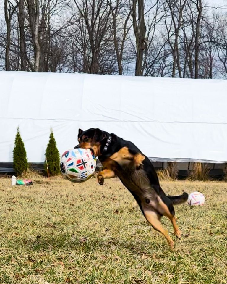 Woman Says Soccer-Loving Dog Named Ronaldo 'Has Lived Up to His ...
