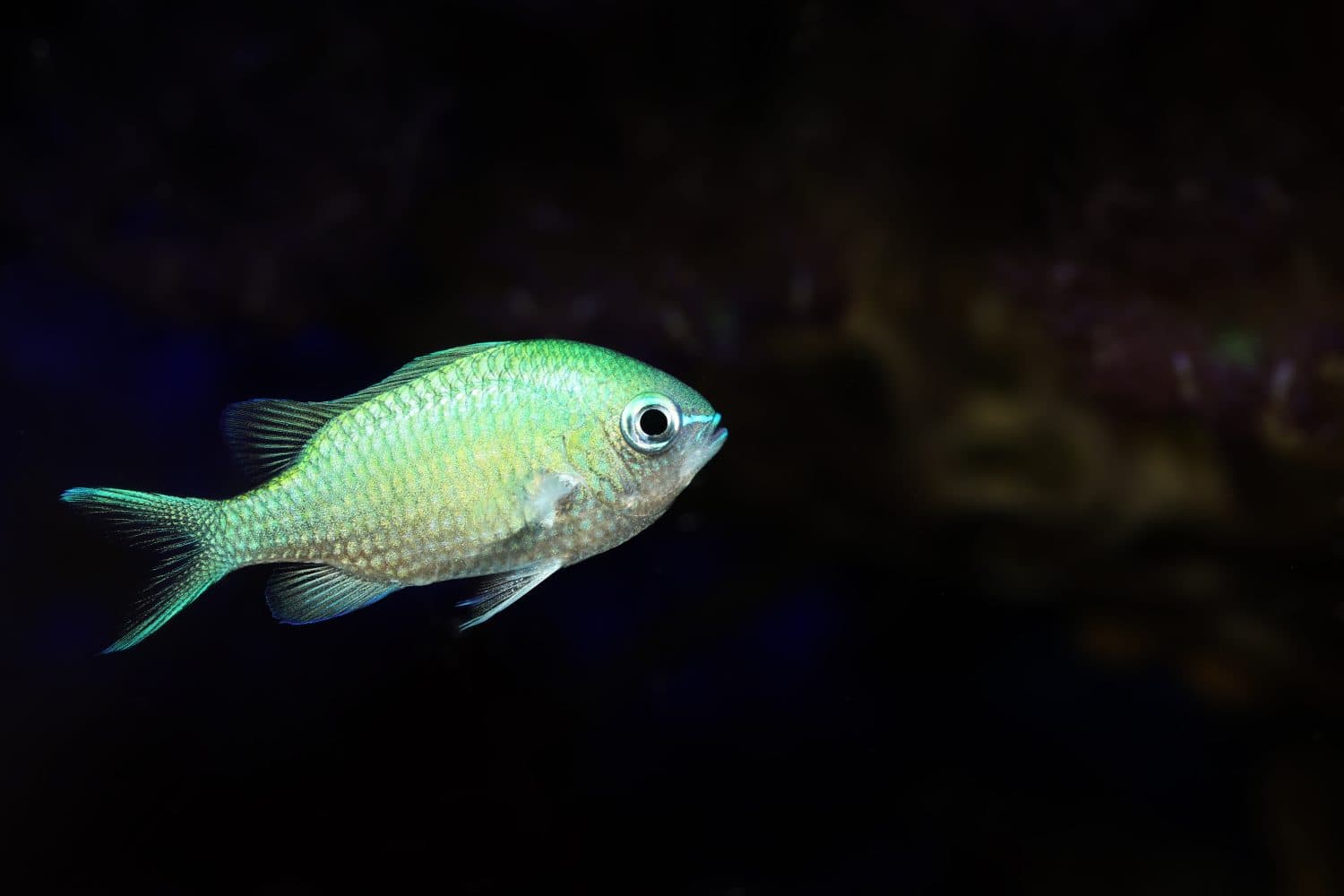 A Few Nights of Artificial Light Leaves Reef Fish Sleepless and ...