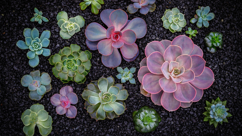 Not Gravel Or Mulch: The Landscaping Material That Adds Contrast To ...