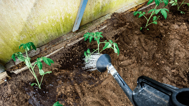 How Many Tomato Plants Would It Take To Replace Store-Bought Tomatoes ...