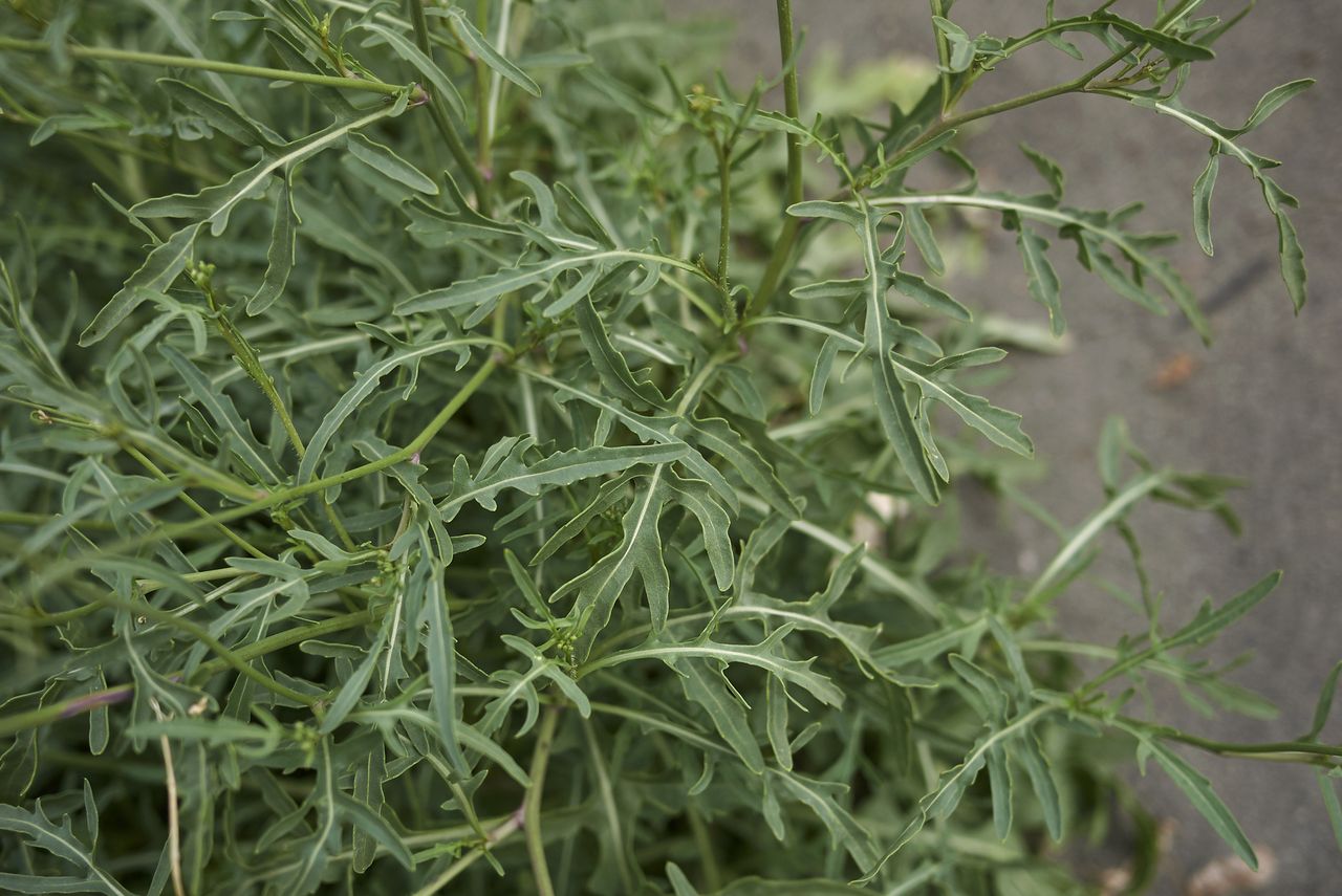 Quit Splurging on Salads—These 5 Greens Are Actually Cheaper to Grow ...