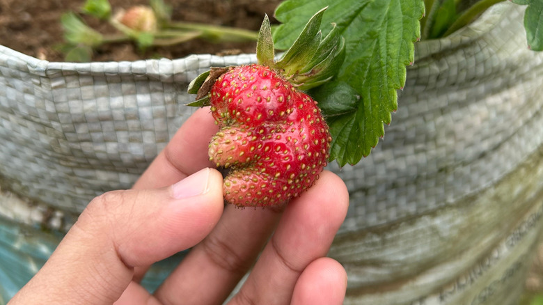 Those Tiny Specks On A Strawberry Aren't Seeds - AOL