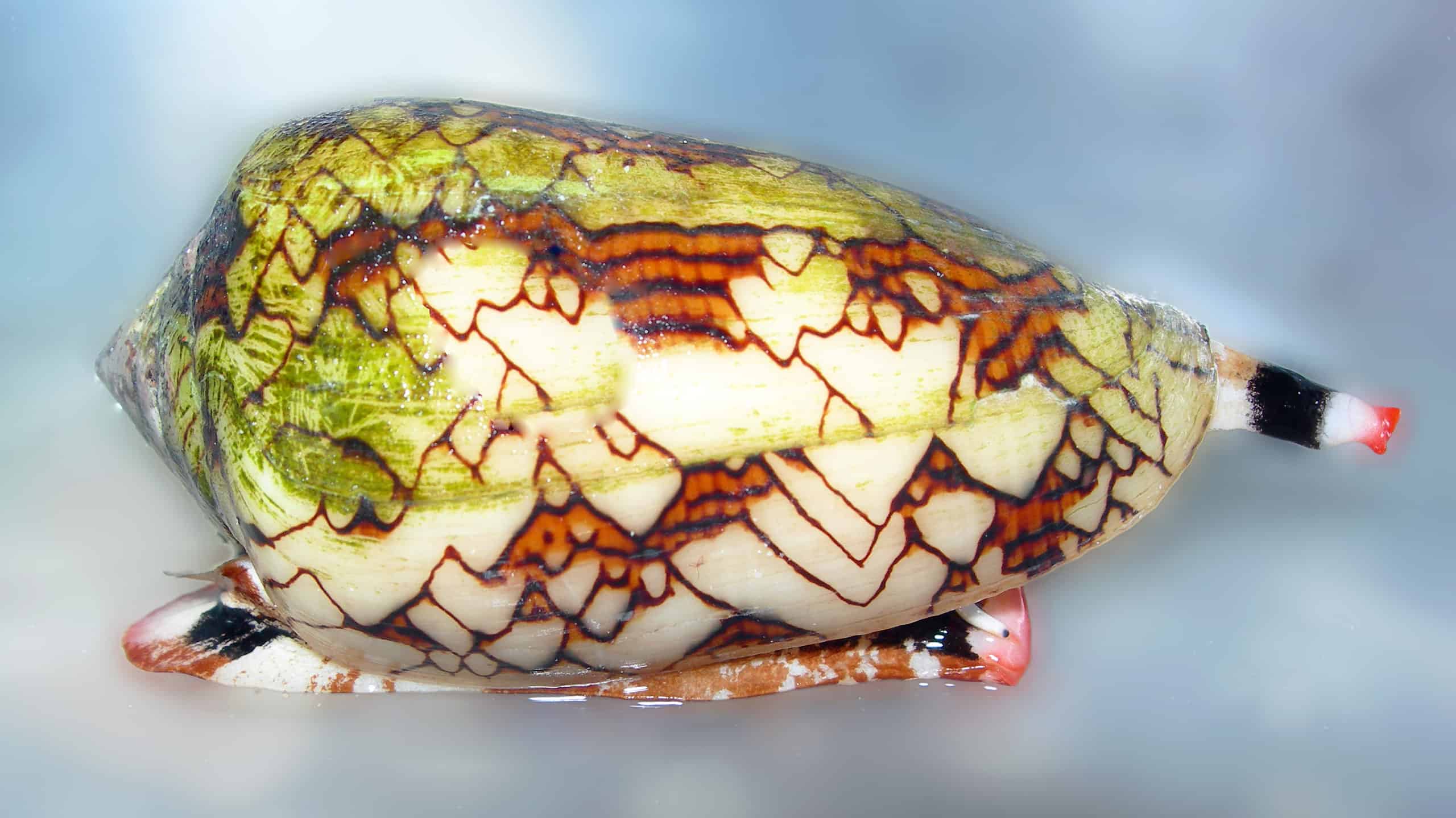 Animals with Nature’s Most Perfect Geometric Patterns - AOL