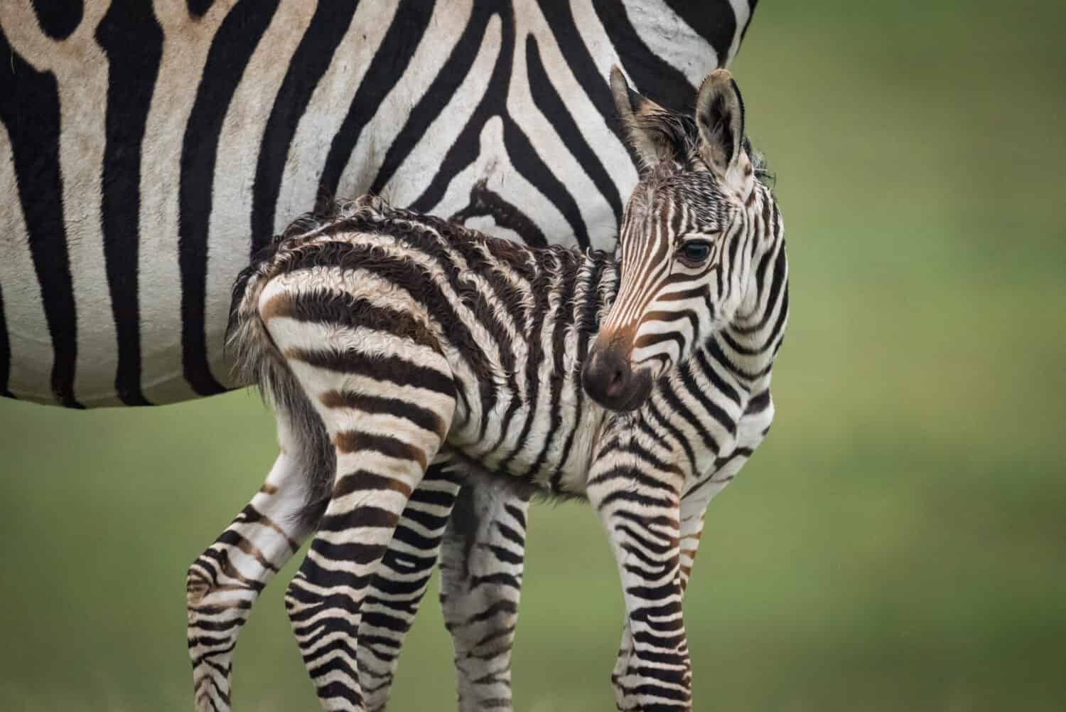 Animals with Nature’s Most Perfect Geometric Patterns - AOL