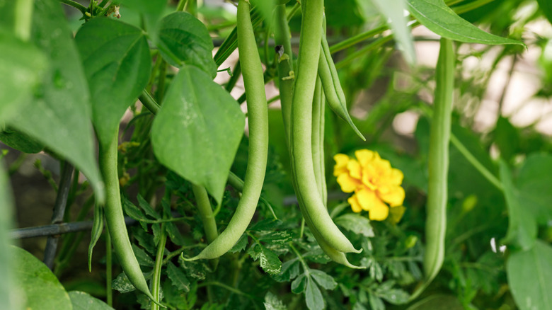 6 Best Vegetables To Plant In Pots In July (Fast-Growing Picks) - AOL