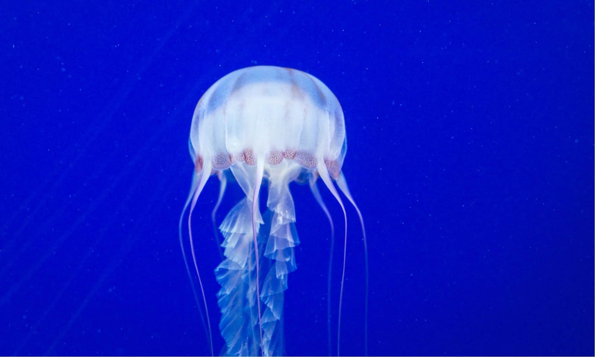 Meet the Killer Jellyfish Named After an ‘Island of Death’ - AOL
