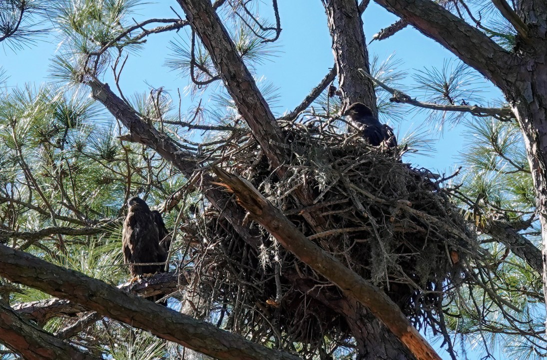 ‘Banner year’ for Georgia bald eagle nesting, wildlife officials report ...