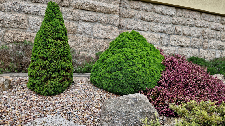 The Landscaping Mistake In Hot Climates That Is Hurting Your Plant's ...