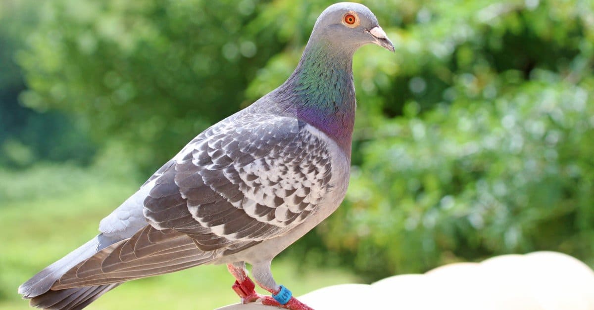 Pigeons Lock Eyes Like Ballet Dancers to Stabilize Their Vision - AOL