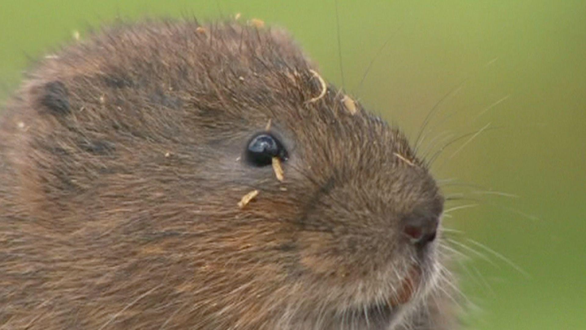 Poles and holes searching for voles - AOL